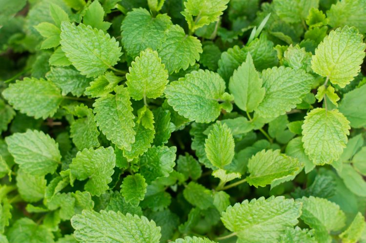 5 plantas medicinales que mejoran tu salud - Mujer saludable 10 | Todo ...