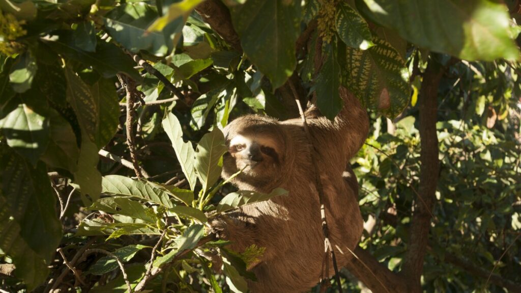 Oso perezoso: ¡el animal con métodos de sobrevivencia impresionantes ...